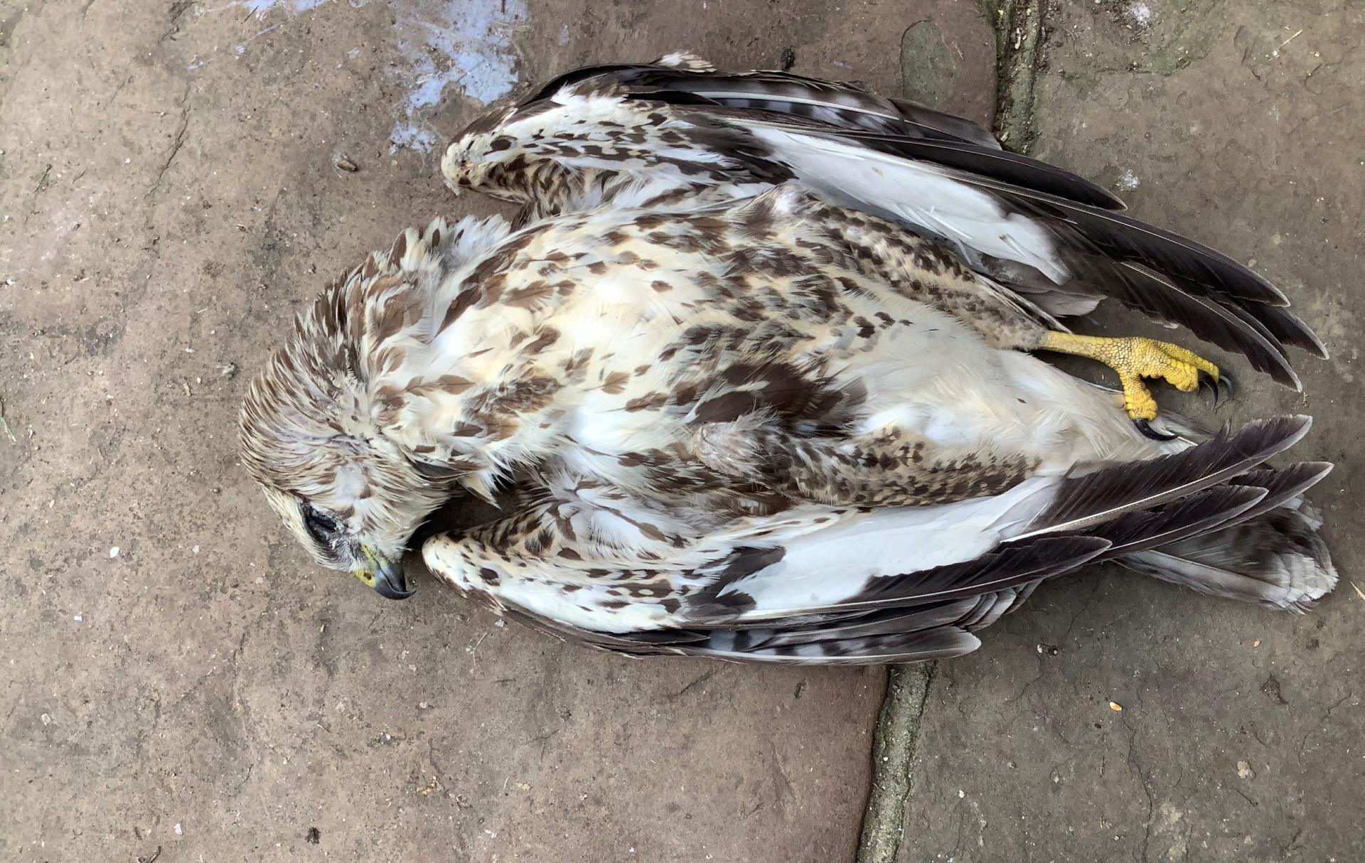 Buzzard gunned down in Peak District - BirdGuides
