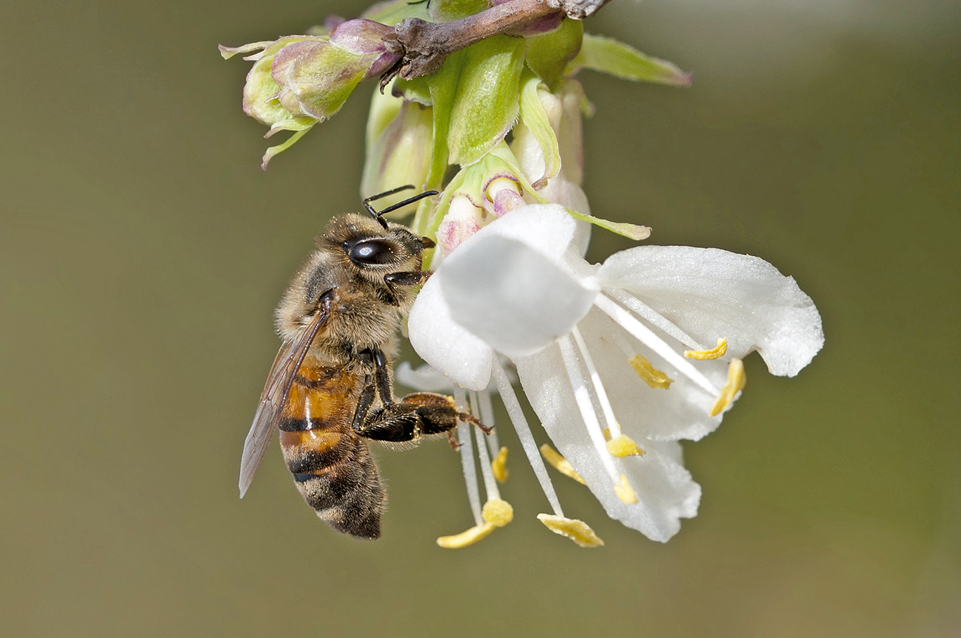EU votes for full ban of bee-killing insecticides - BirdGuides