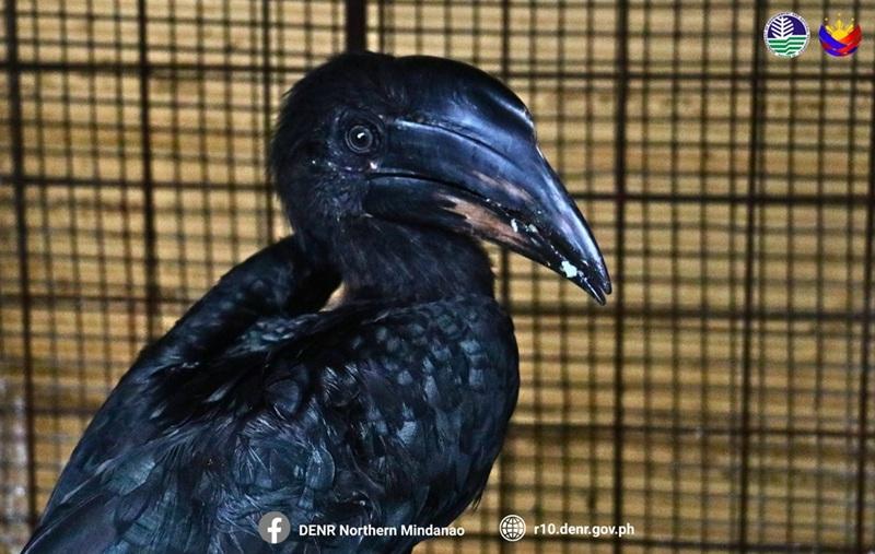 World's rarest hornbill mysteriously appears 600 km from known range ...