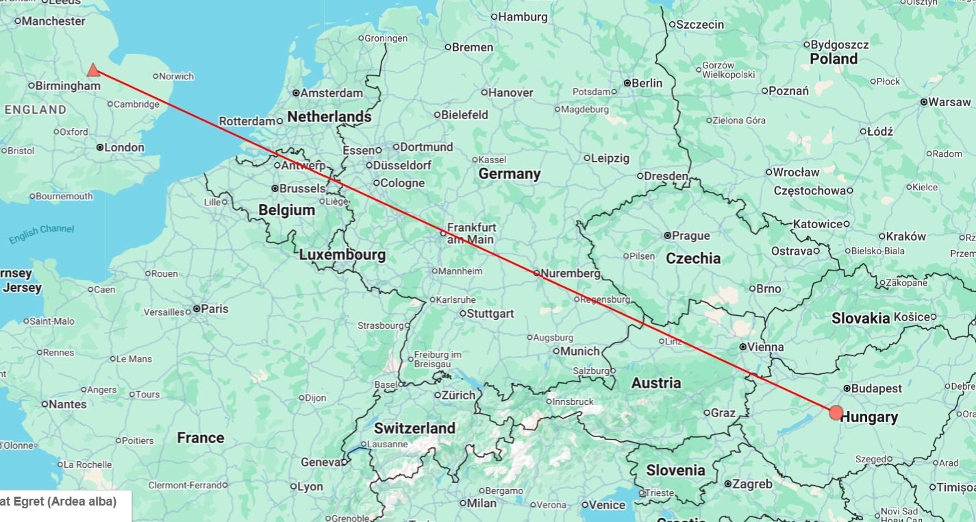 Hungarian-ringed Great Egret seen in Lincolnshire - BirdGuides