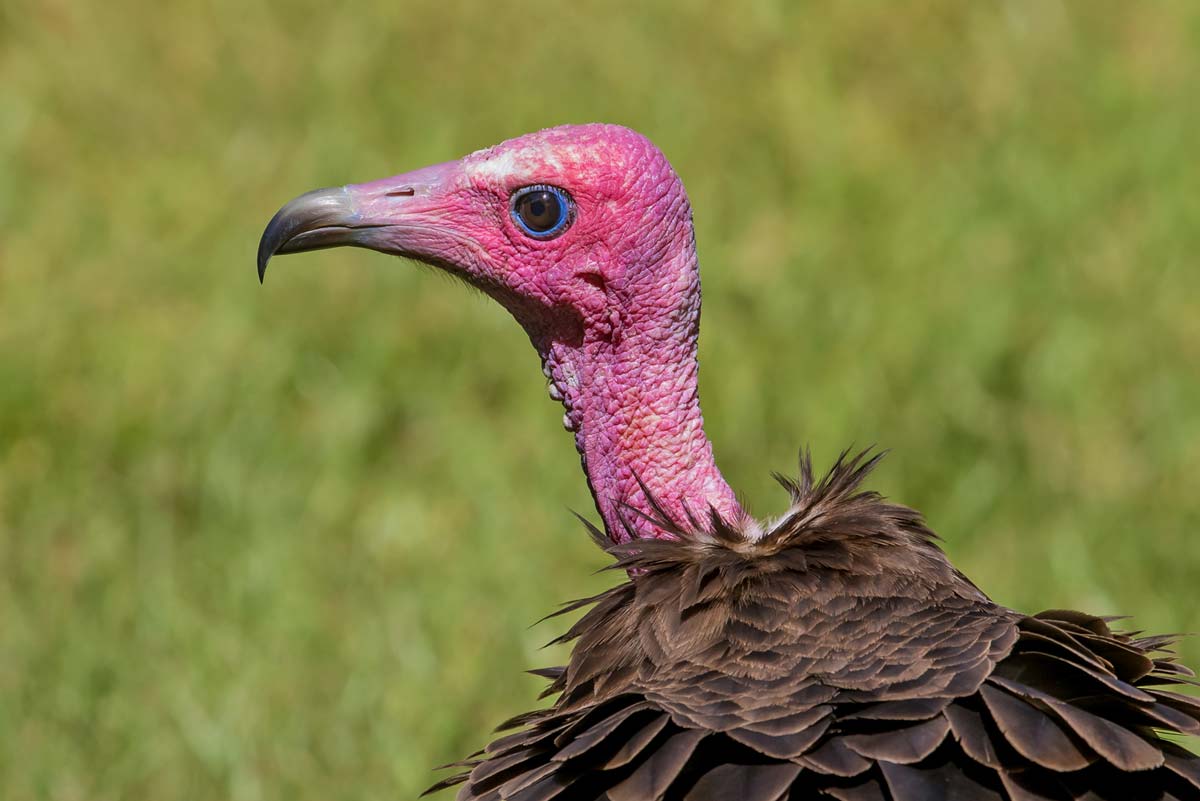 Critically Endangered vultures slaughtered after freak weather event ...