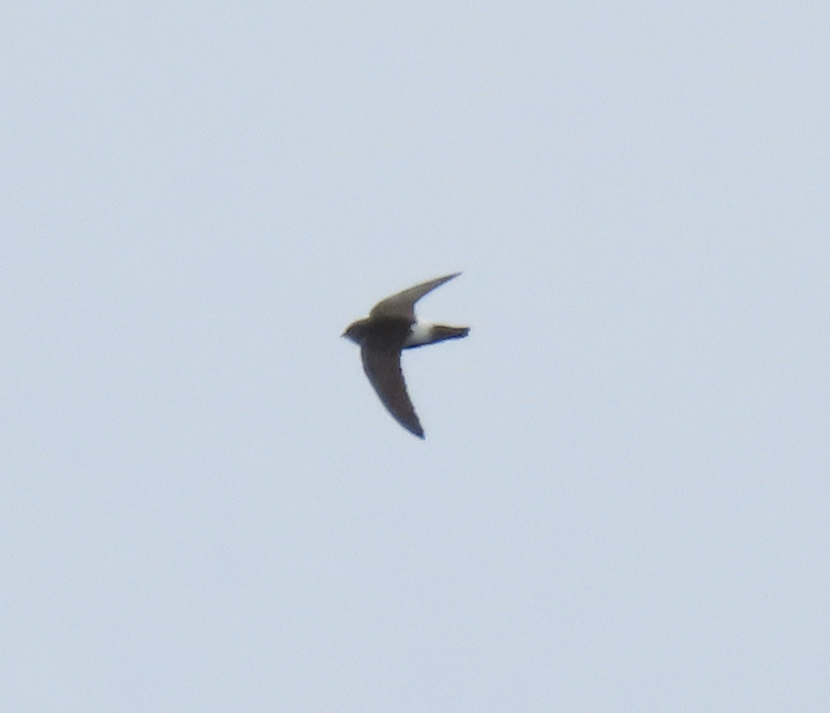 Rarity finders: Little Swift in Lincolnshire - BirdGuides