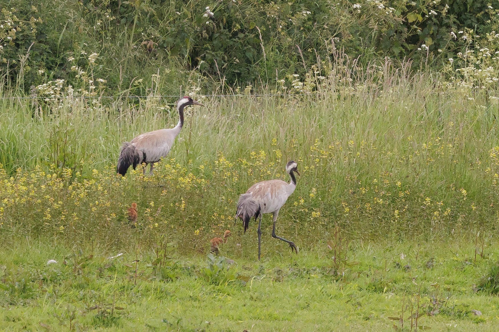 Common Crane on the rise in Lincolnshire - BirdGuides