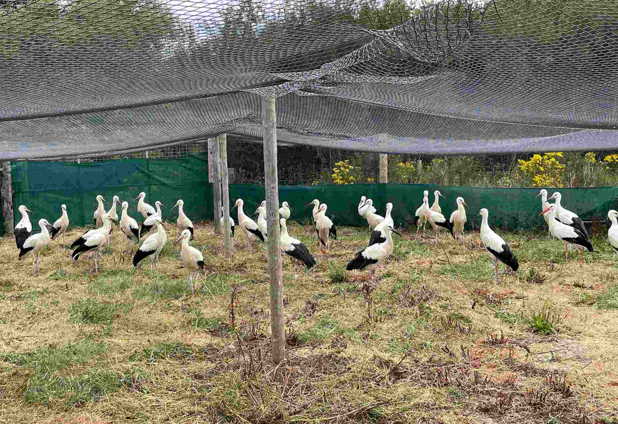 Knepp boosts stork population with more releases - BirdGuides