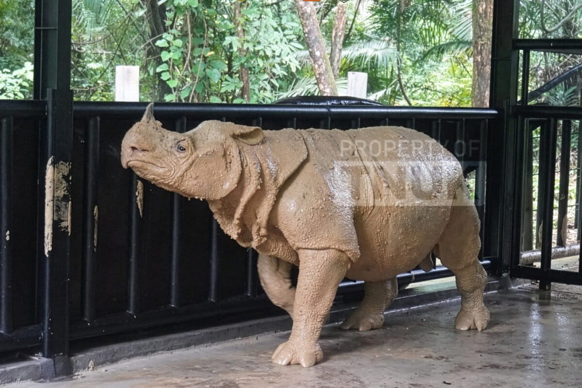 Conservation setback as Javan Rhino translocation in Indonesia fails ...