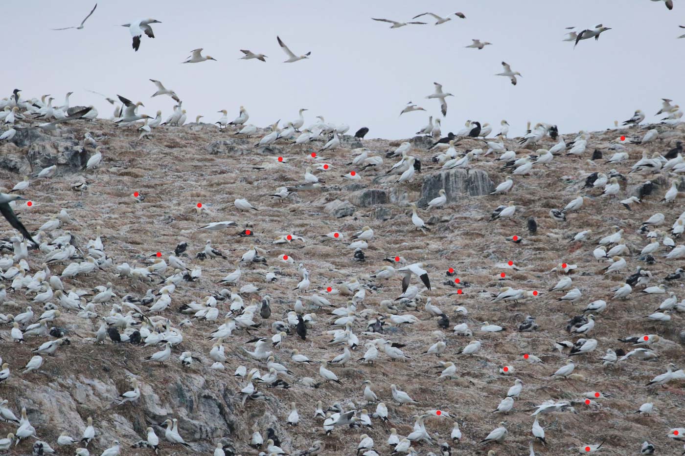 Bird flu outbreak continues to worsen on Grassholm - BirdGuides