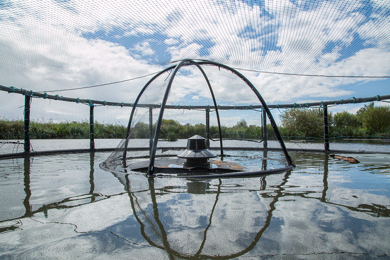 World’s first floating aviary to save rarest duck - BirdGuides