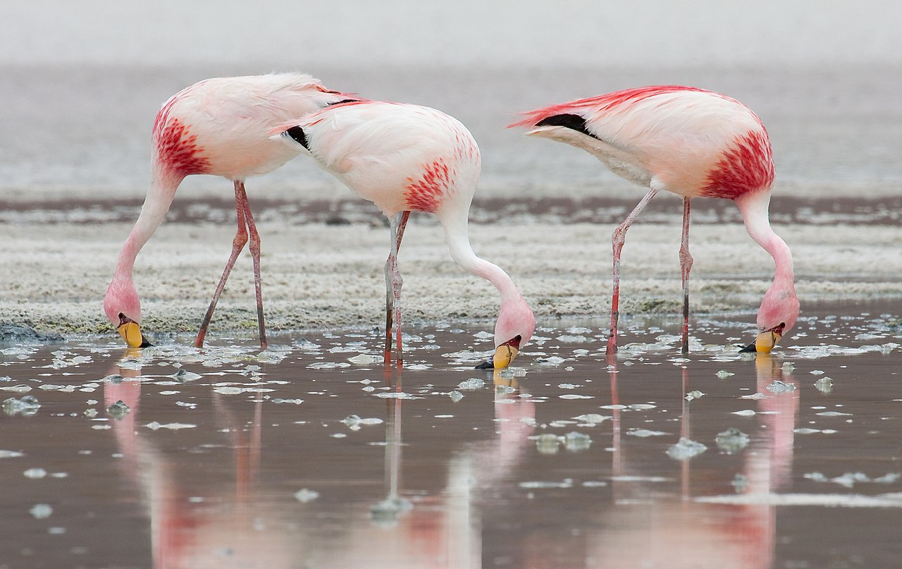Hundreds of flamingos die from bird flu in Argentina - BirdGuides
