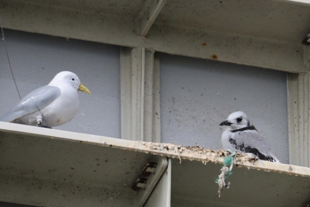 First Kittiwake hatches at artificial nesting platform - BirdGuides