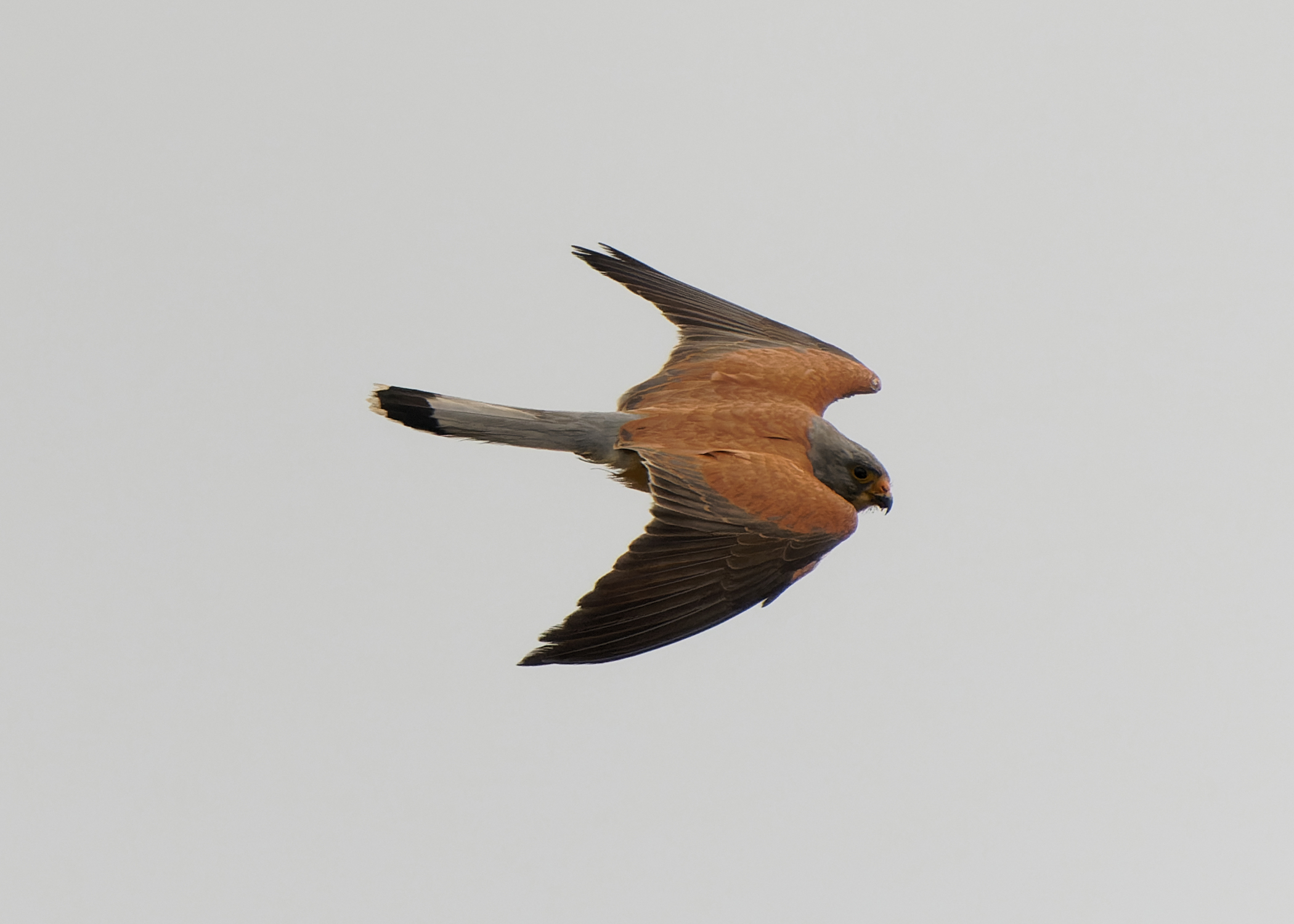 Rarity finders: Lesser Kestrel in the Isles of Scilly - BirdGuides