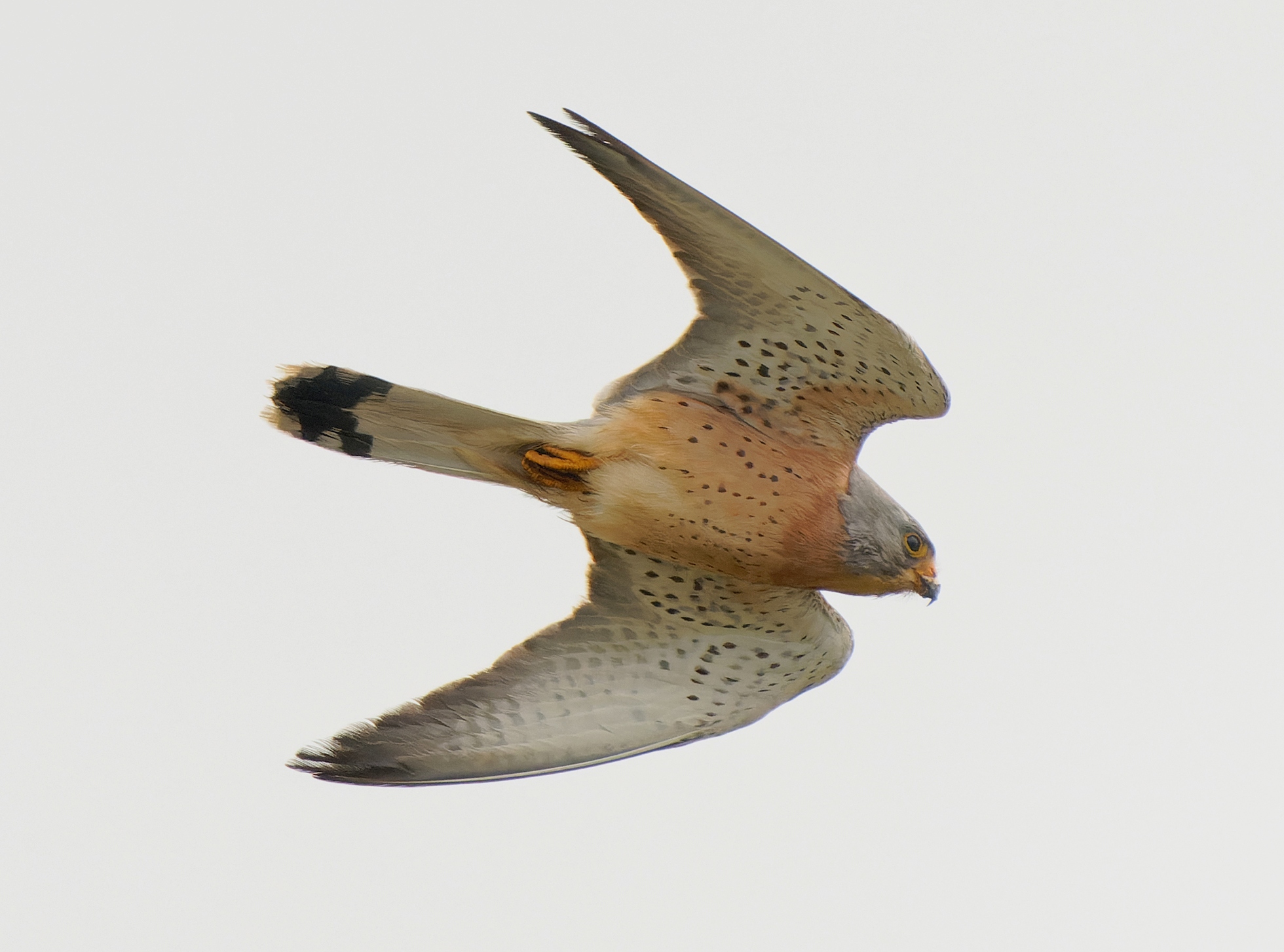 Rarity finders: Lesser Kestrel in the Isles of Scilly - BirdGuides