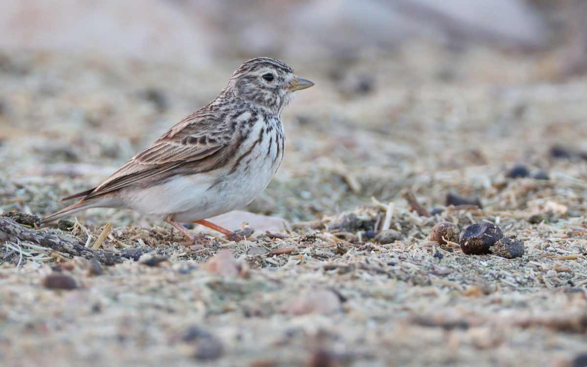 Lesser Short-toed Lark removed from British list - BirdGuides