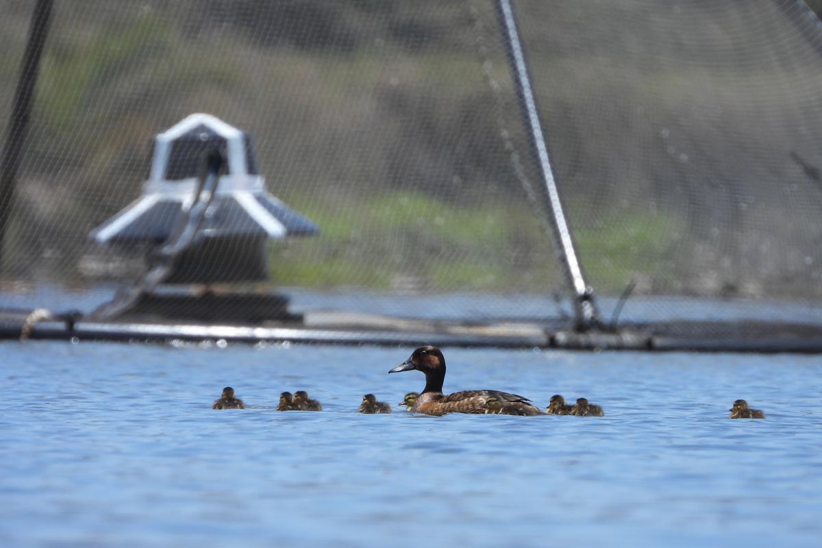 New milestone reached for world's rarest duck - BirdGuides