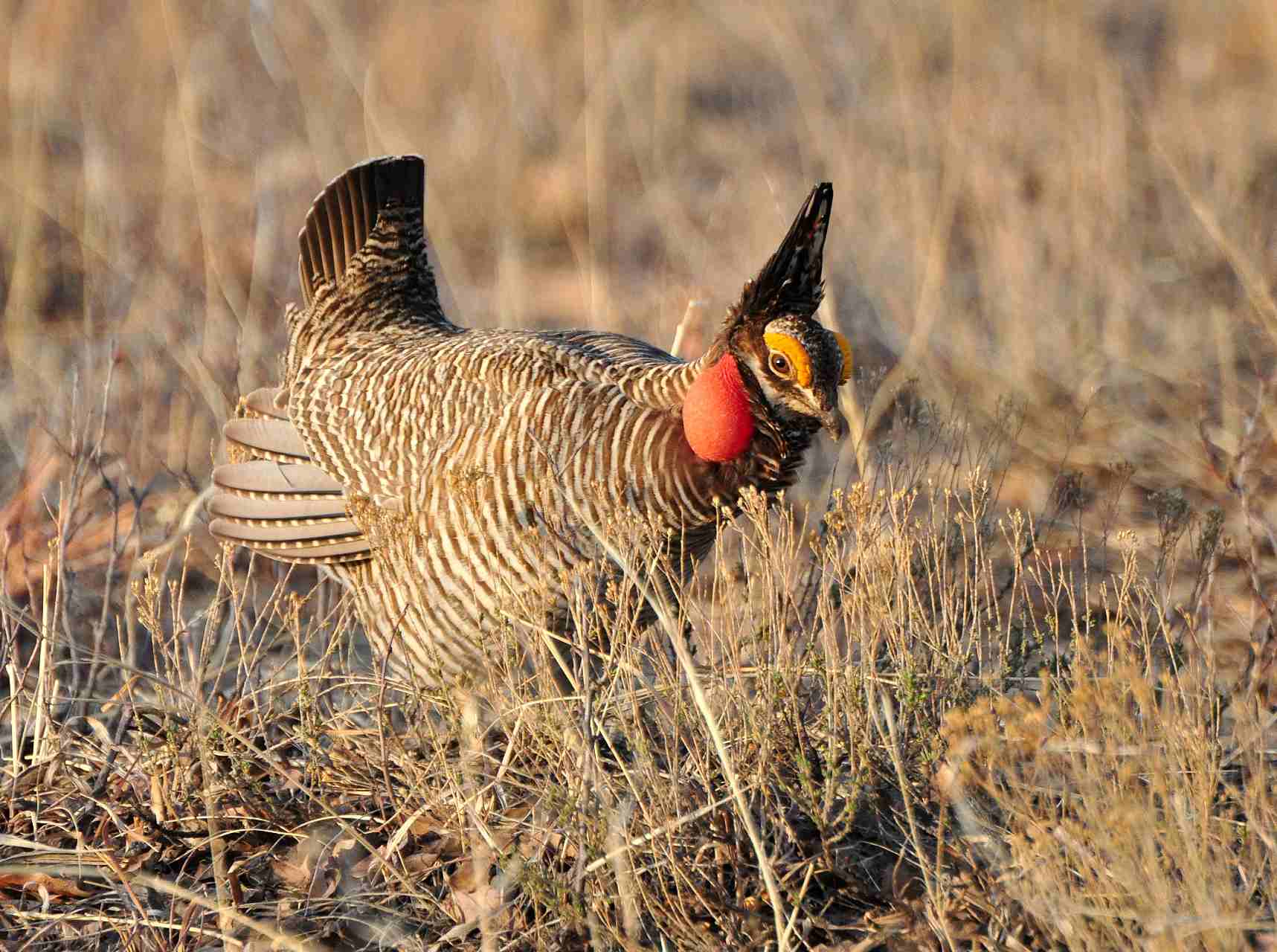 State of New Mexico buys 3,000 ha of Lesser Prairie Chicken habitat ...