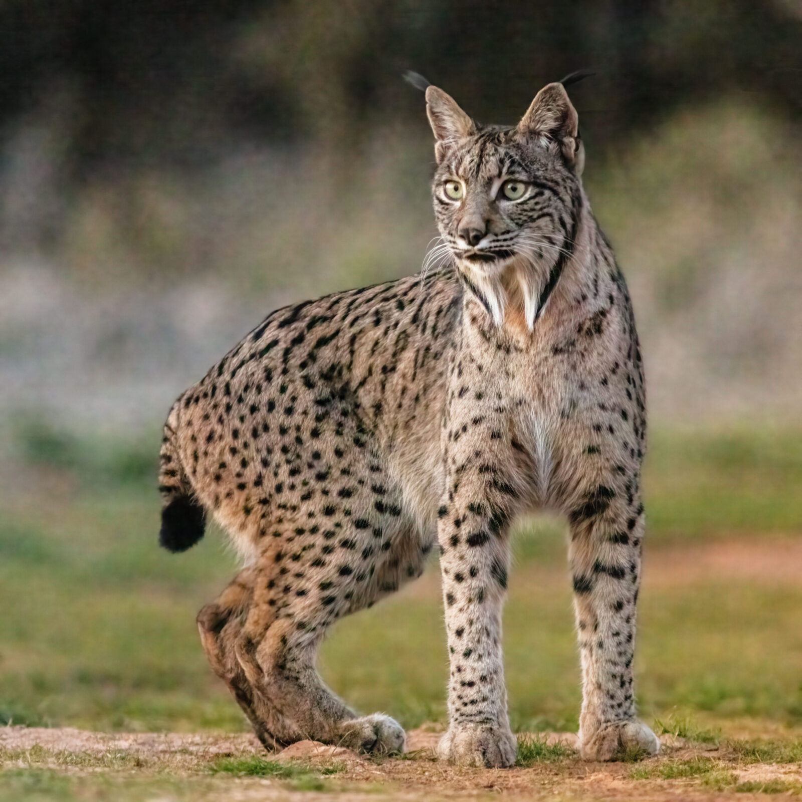 Iberian Lynx no longer Endangered - BirdGuides