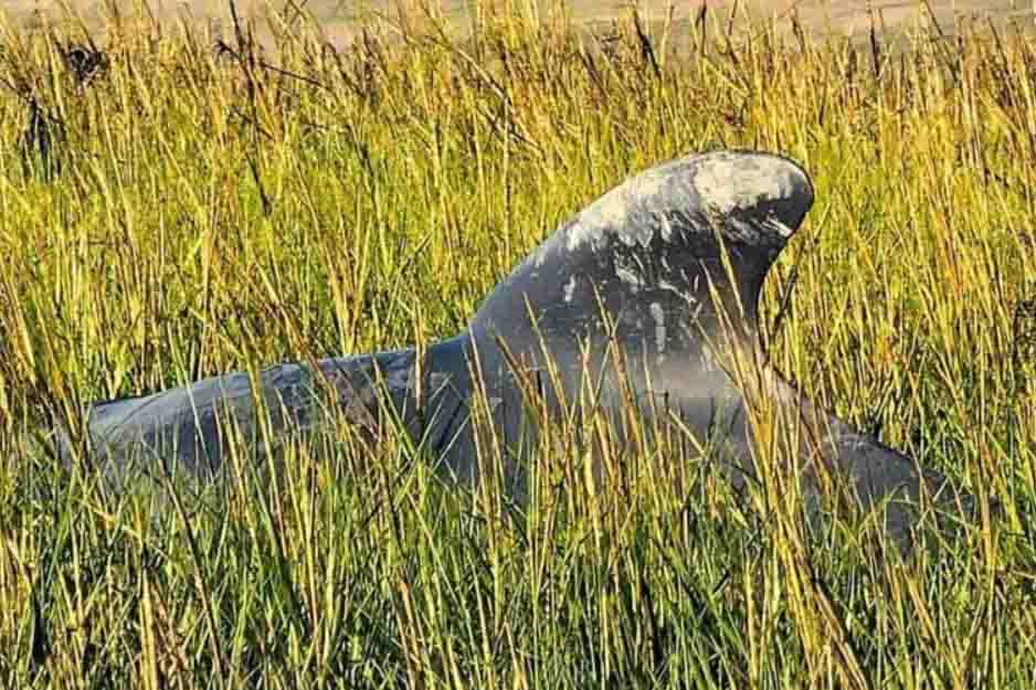 Stranded whales perish in South-East - BirdGuides