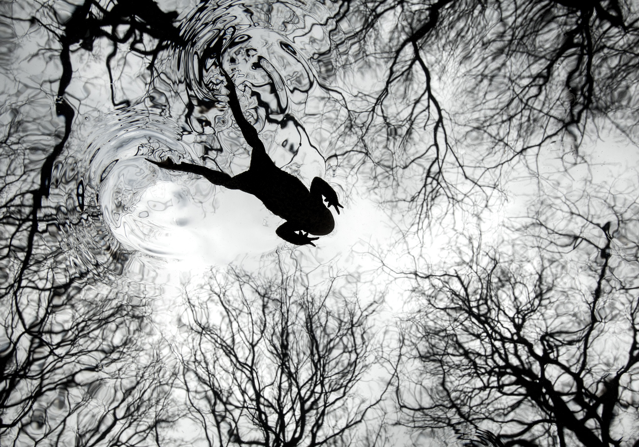 British Wildlife Photography Awards 2026 winners revealed - BirdGuides