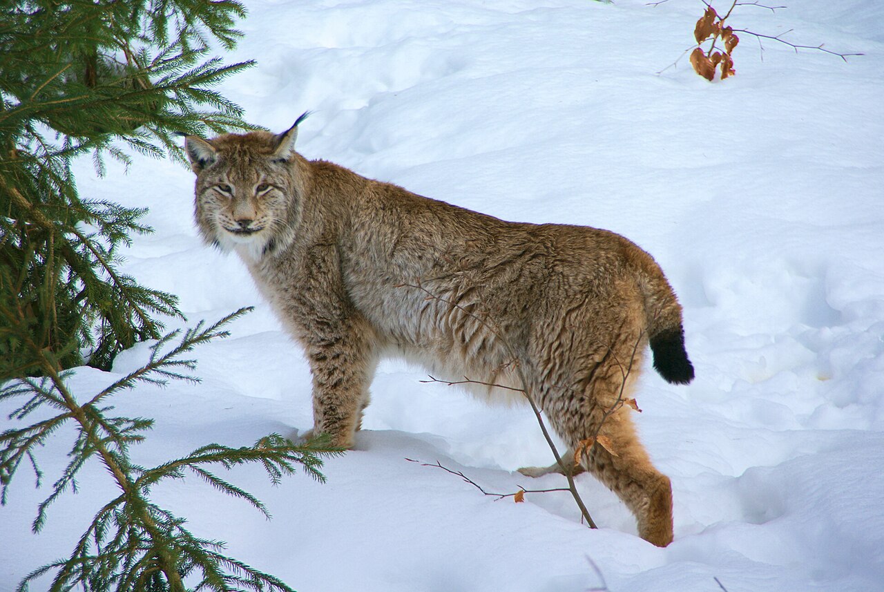 Scottish First Minister rules out lynx reintroduction - BirdGuides
