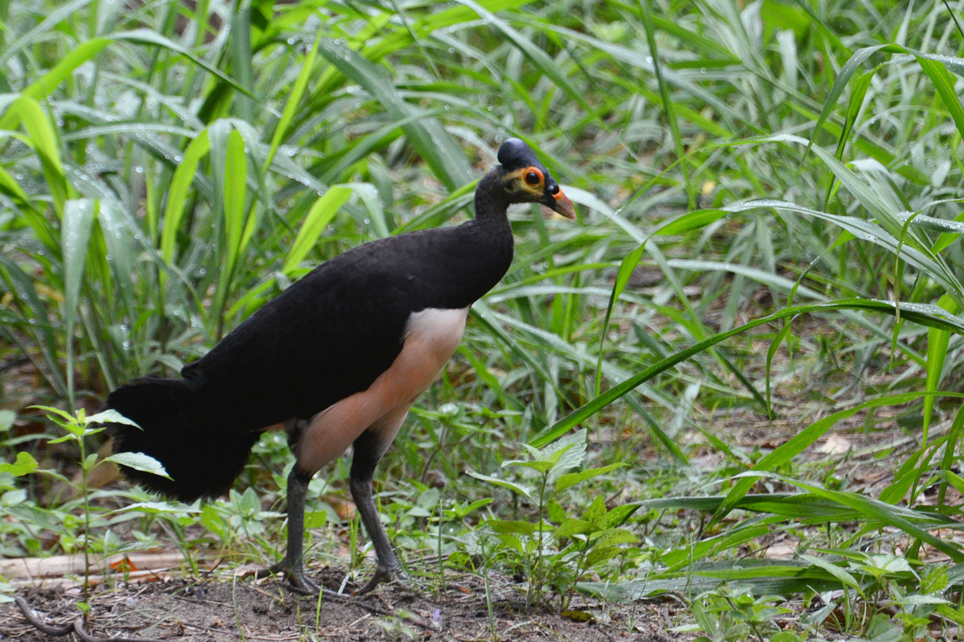 Updated IUCN Red List finds Asia's birds in peril - BirdGuides