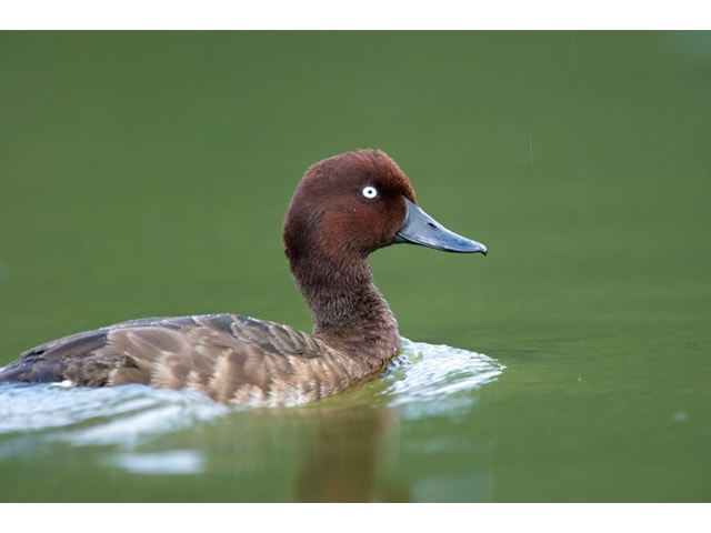 World’s first floating aviary to save rarest duck - BirdGuides