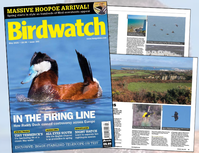 Inside the May 2025 issue of Birdwatch - BirdGuides