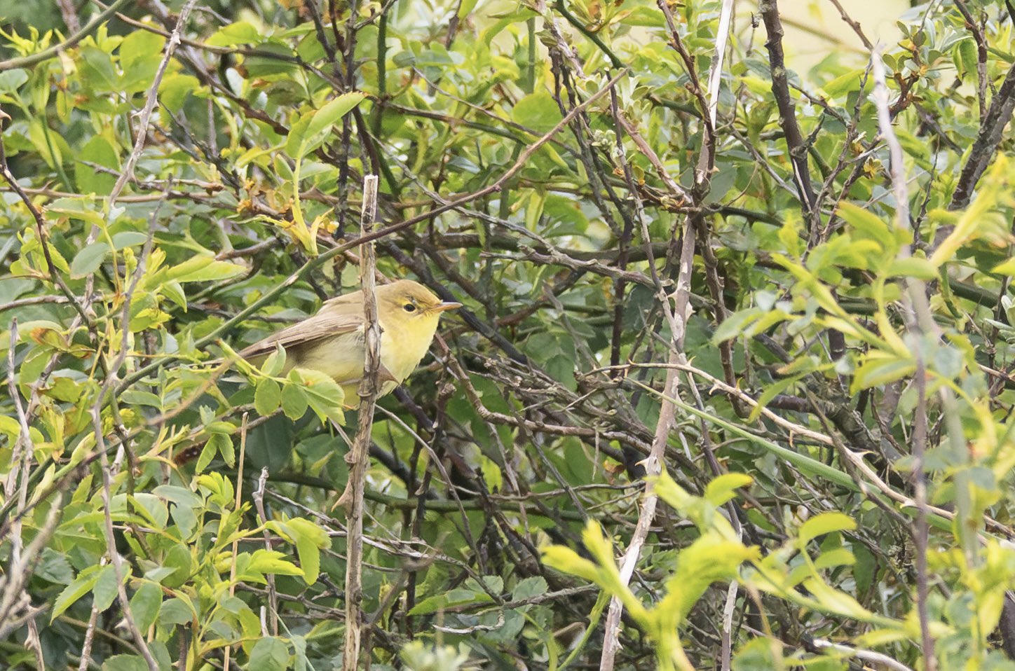 Patchwork Challenge 2025 update - BirdGuides