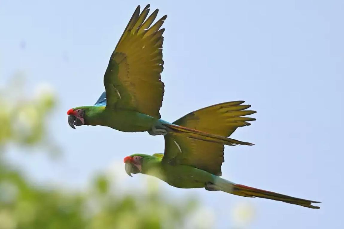 Military Macaws fly into Texas in possible ABA first - BirdGuides