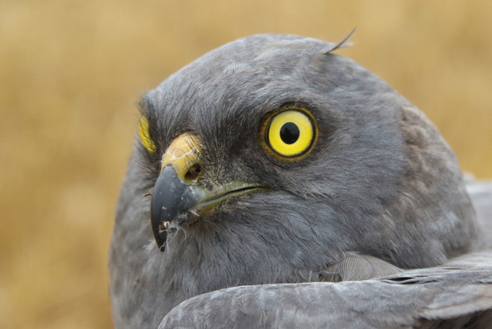 Montagu's Harrier disappears as UK breeding species - BirdGuides