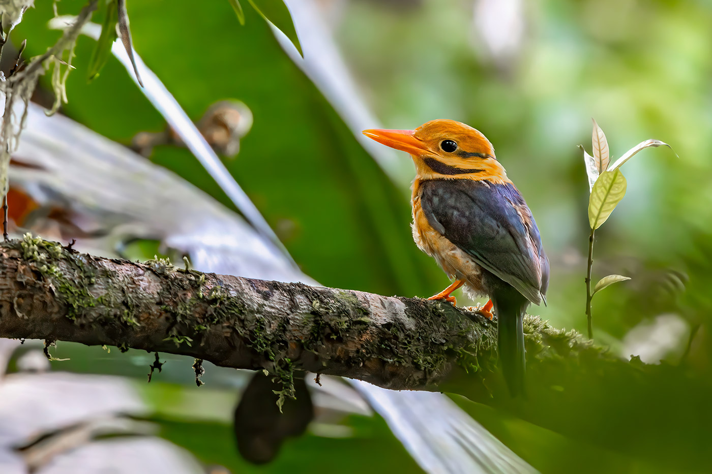 Expedition documents little-known birds in Solomon Islands - BirdGuides