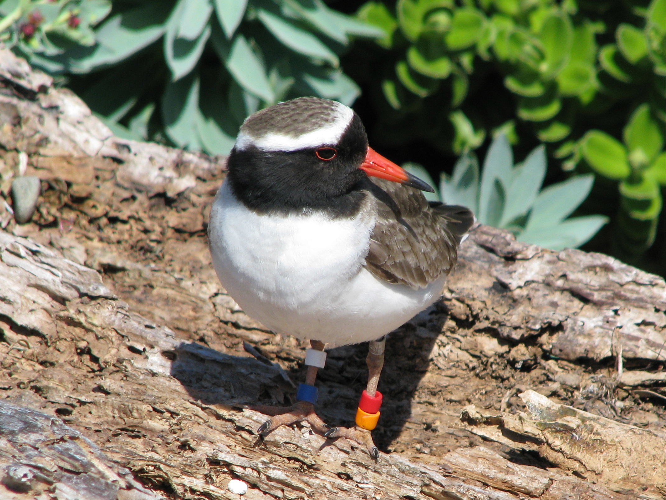 Colony of Endangered birds vanishes in New Zealand - BirdGuides