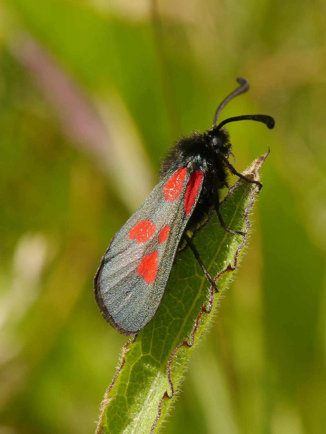Scottish moths in decline - BirdGuides