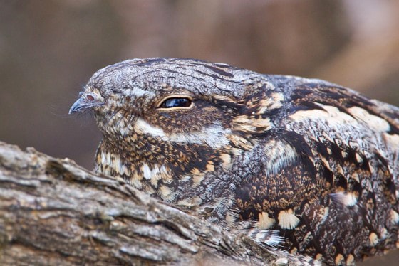 European Nightjar has successfully bred on National Trust land - BirdGuides