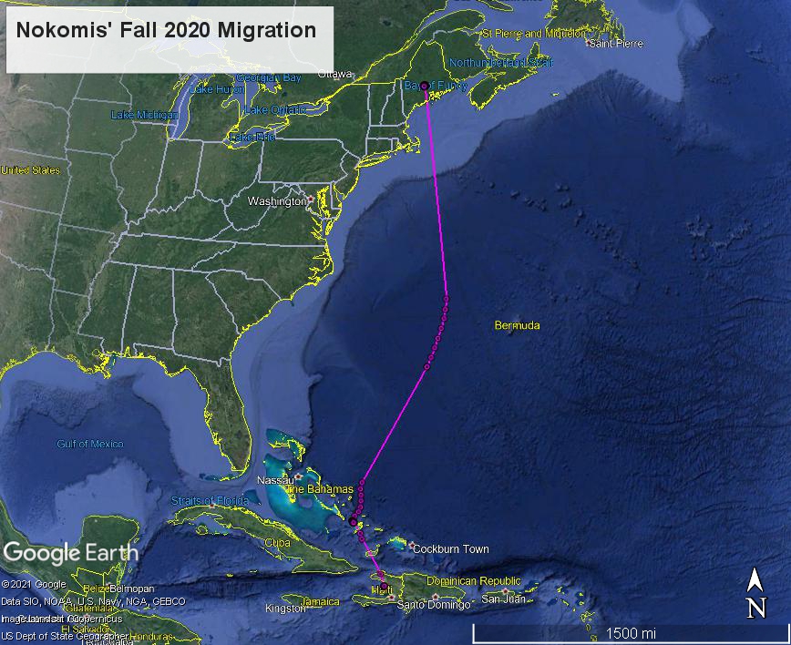 Trackers reveal epic migratory feats of Great Blue Heron - BirdGuides