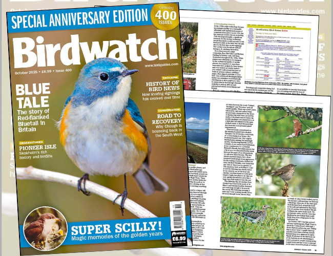 Inside the October 2025 issue of Birdwatch - BirdGuides