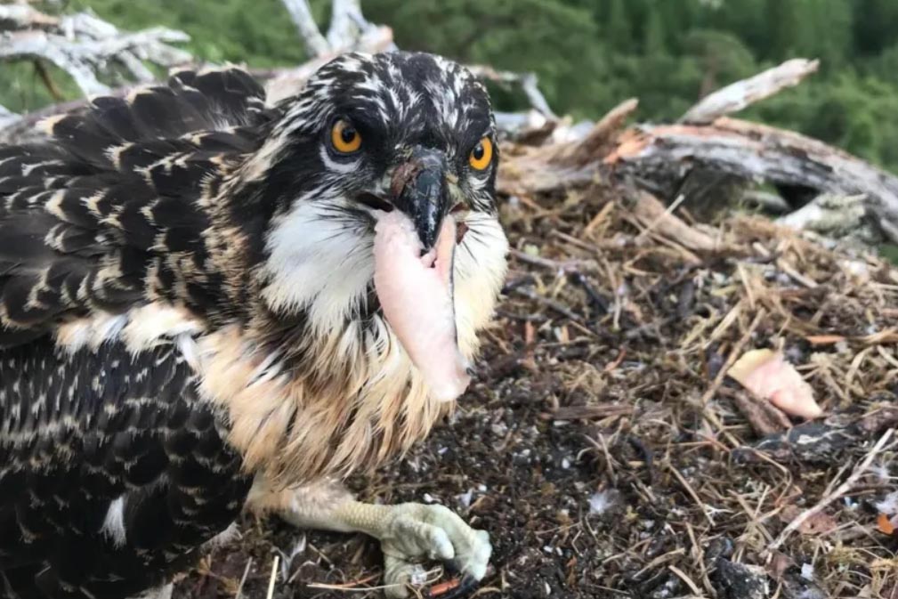 Scottish Osprey chicks relocated to Spain - BirdGuides