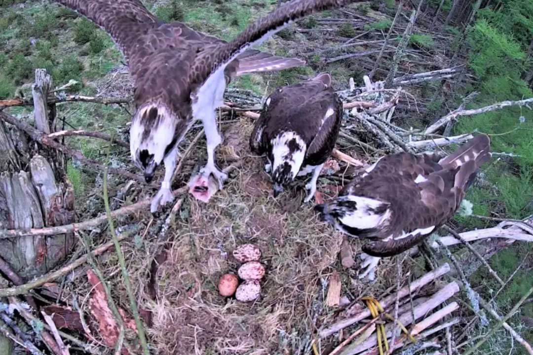 Osprey love triangle caught on camera - BirdGuides