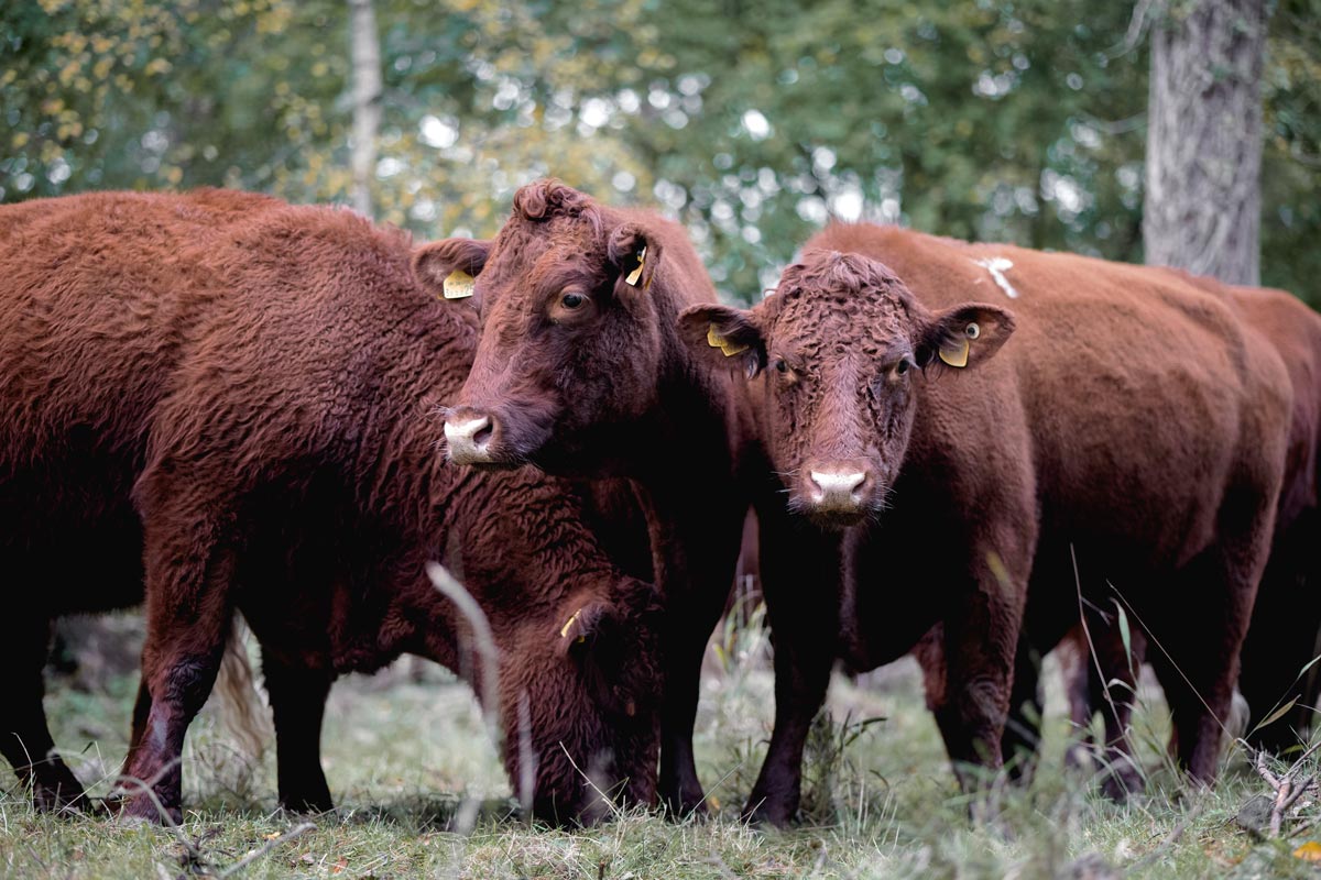 Cattle return to help restore 'secret forest' after 100 years - BirdGuides