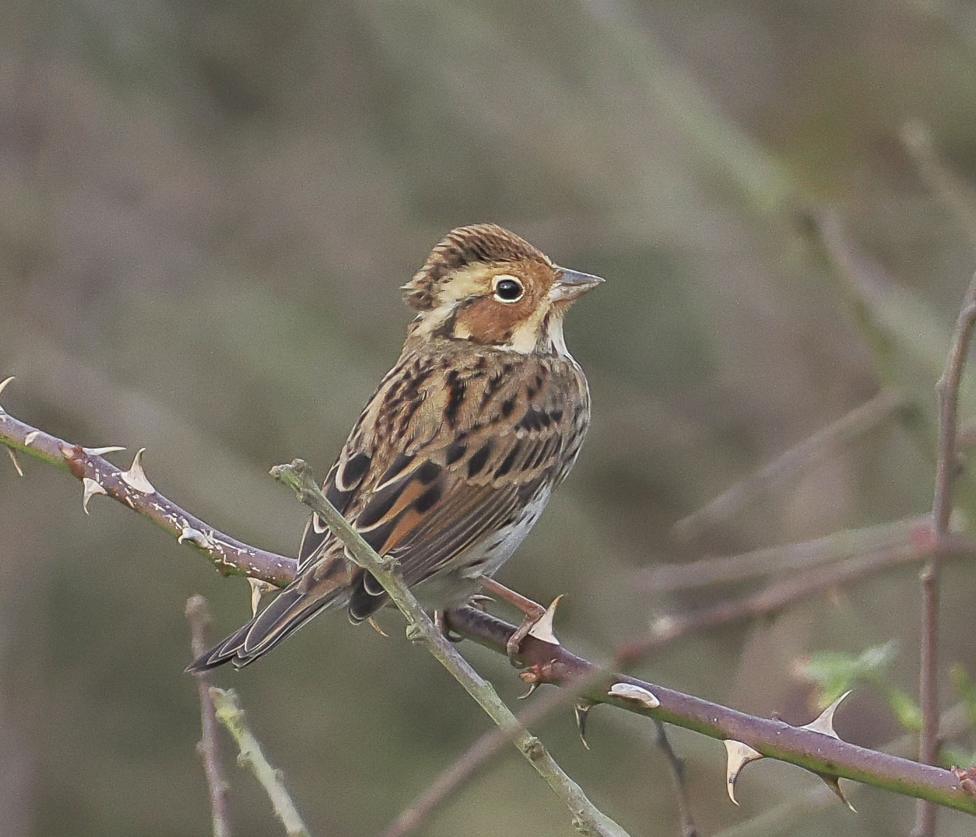 Record gathering of Little Buntings in Cornwall - BirdGuides