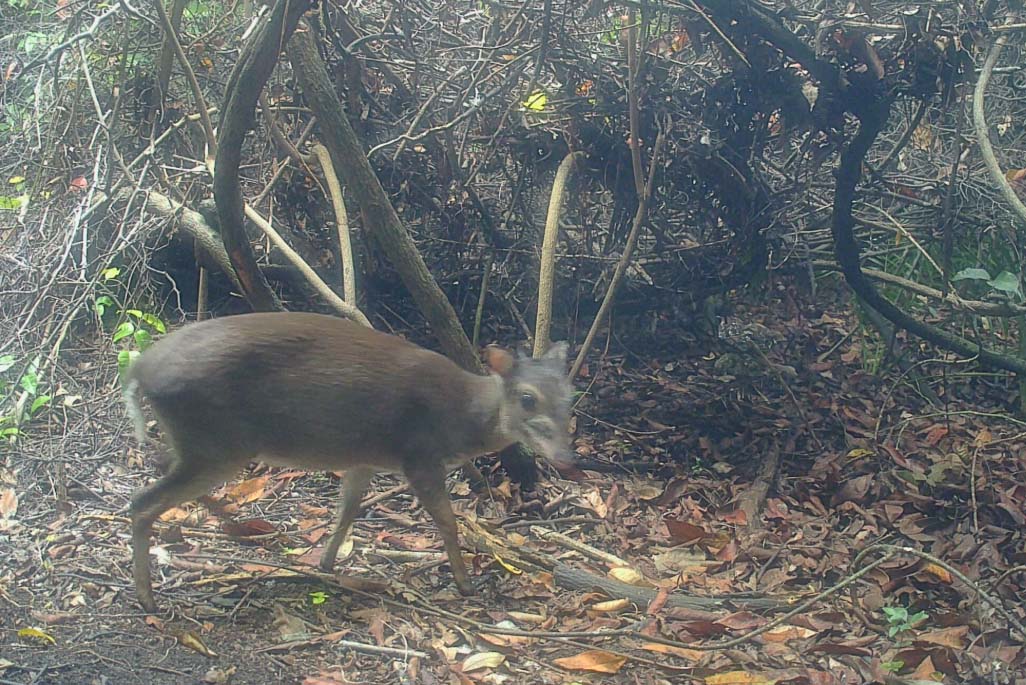 Camera traps capture first images of rare antelope - BirdGuides