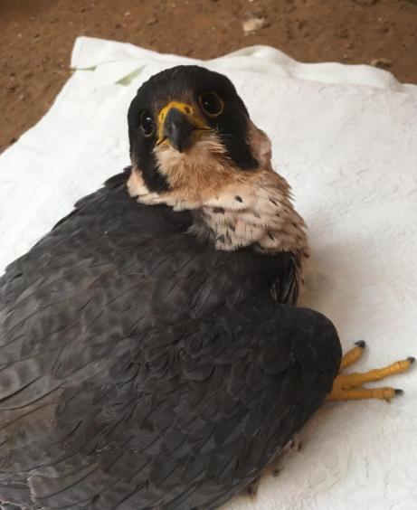 Peregrine shot in North Yorkshire - BirdGuides