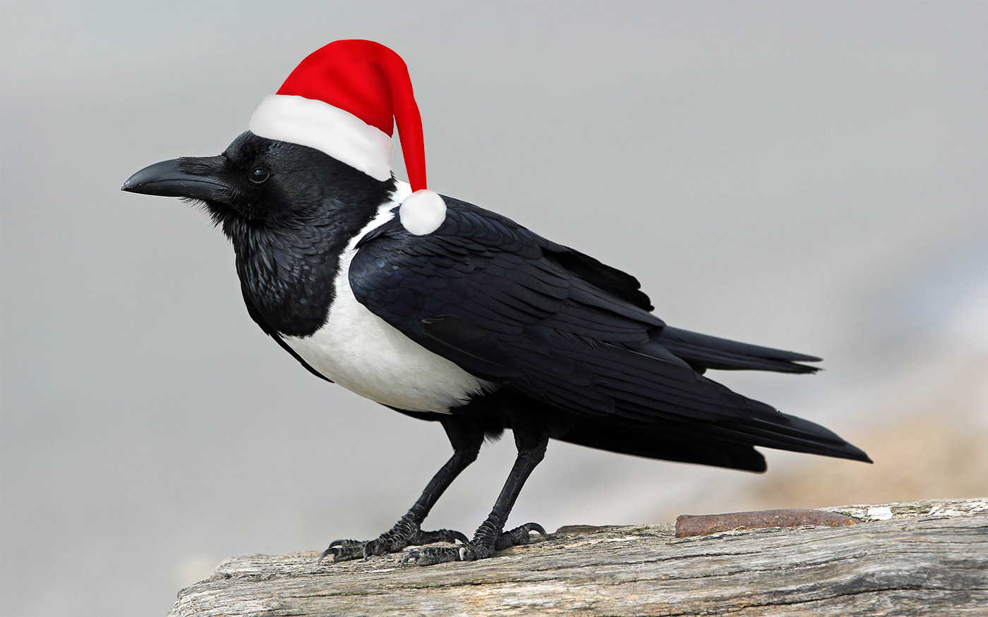 Happy holidays from Birdwatch and BirdGuides! - BirdGuides