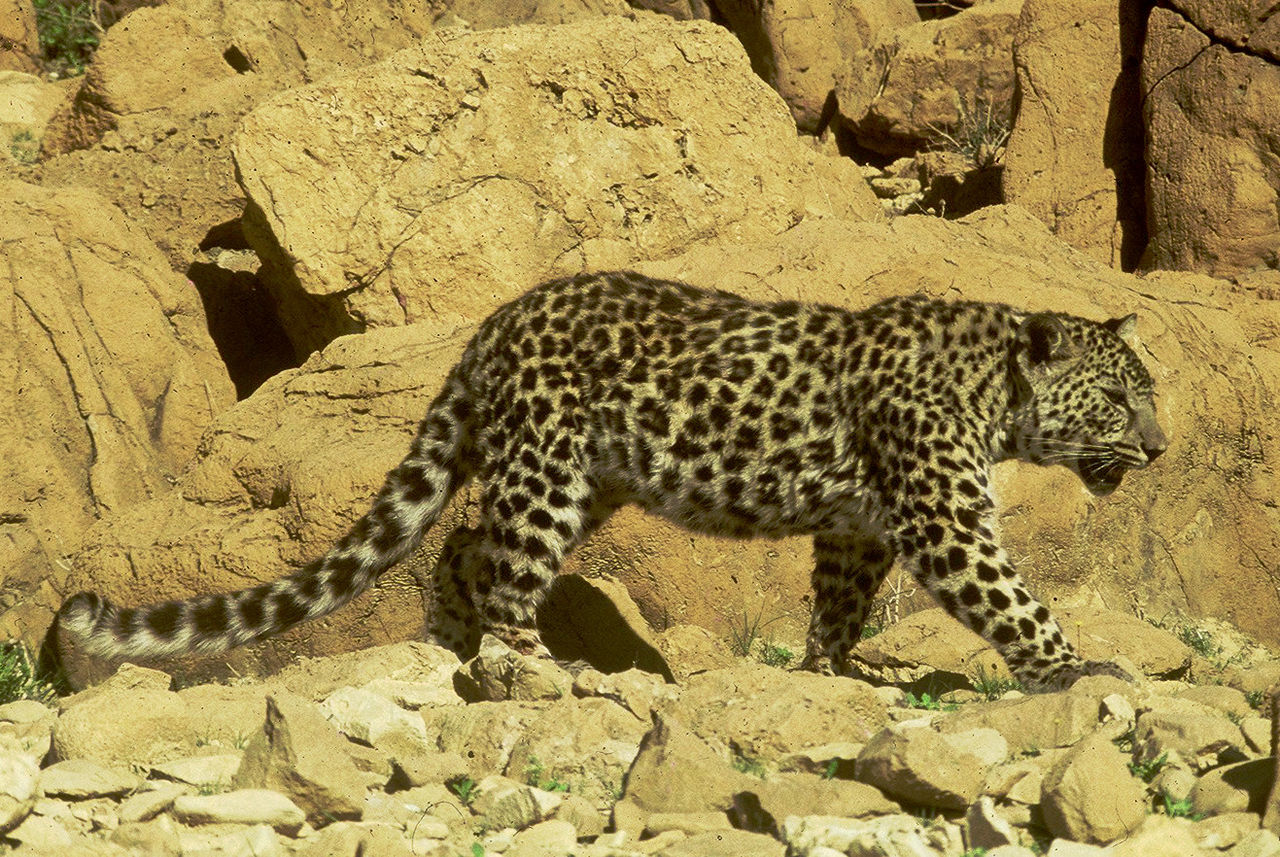 Conservation hope for endangered Arabian Leopard - BirdGuides