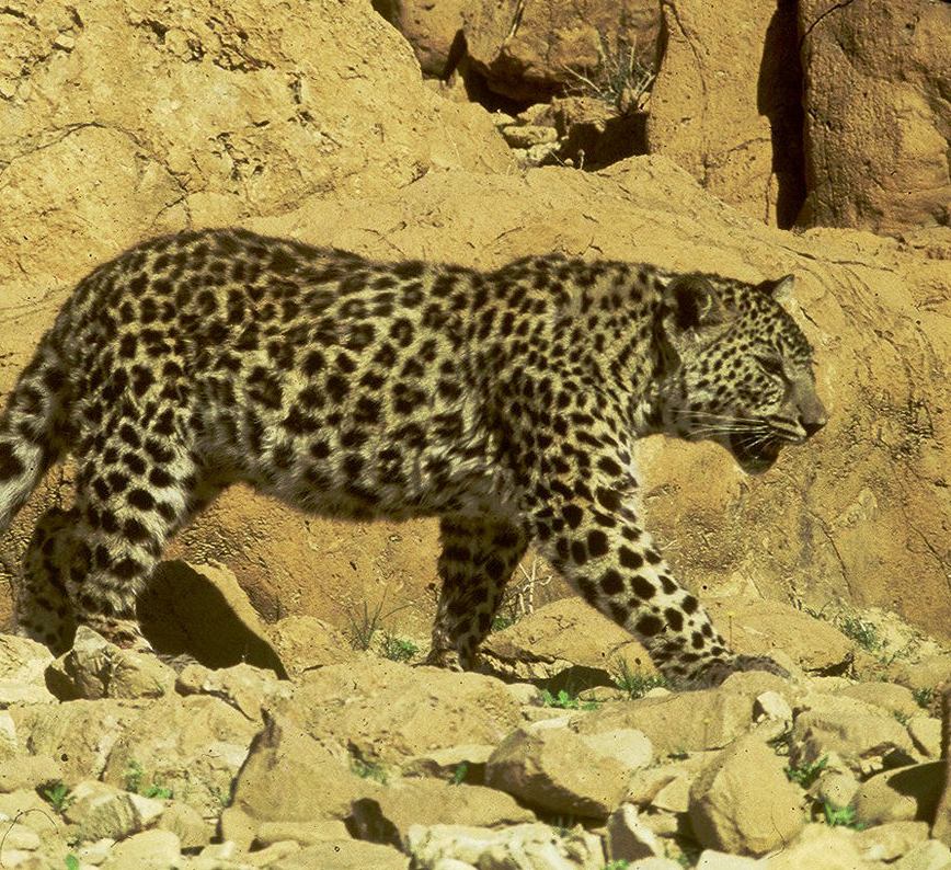 Conservation hope for endangered Arabian Leopard - BirdGuides