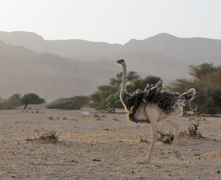 Ostrich pair breeds in Morocco - BirdGuides
