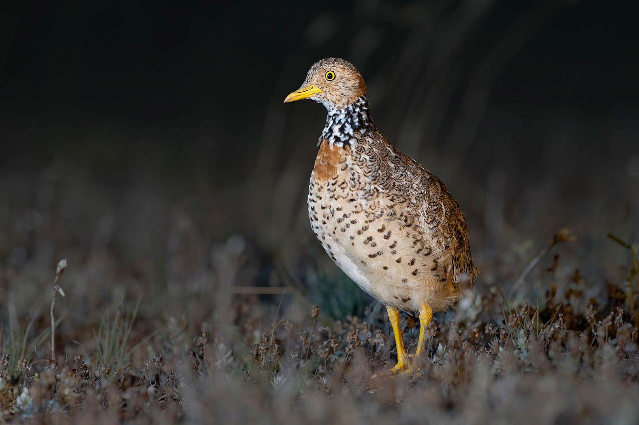 Plains-wanderer enjoys breeding boom - BirdGuides
