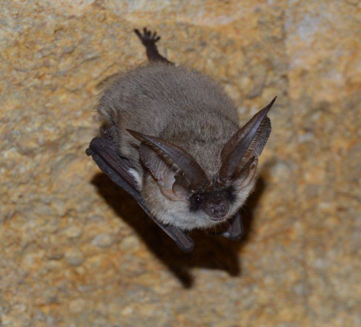 DNA analysis reveals unexpected bat in Somerset church - BirdGuides