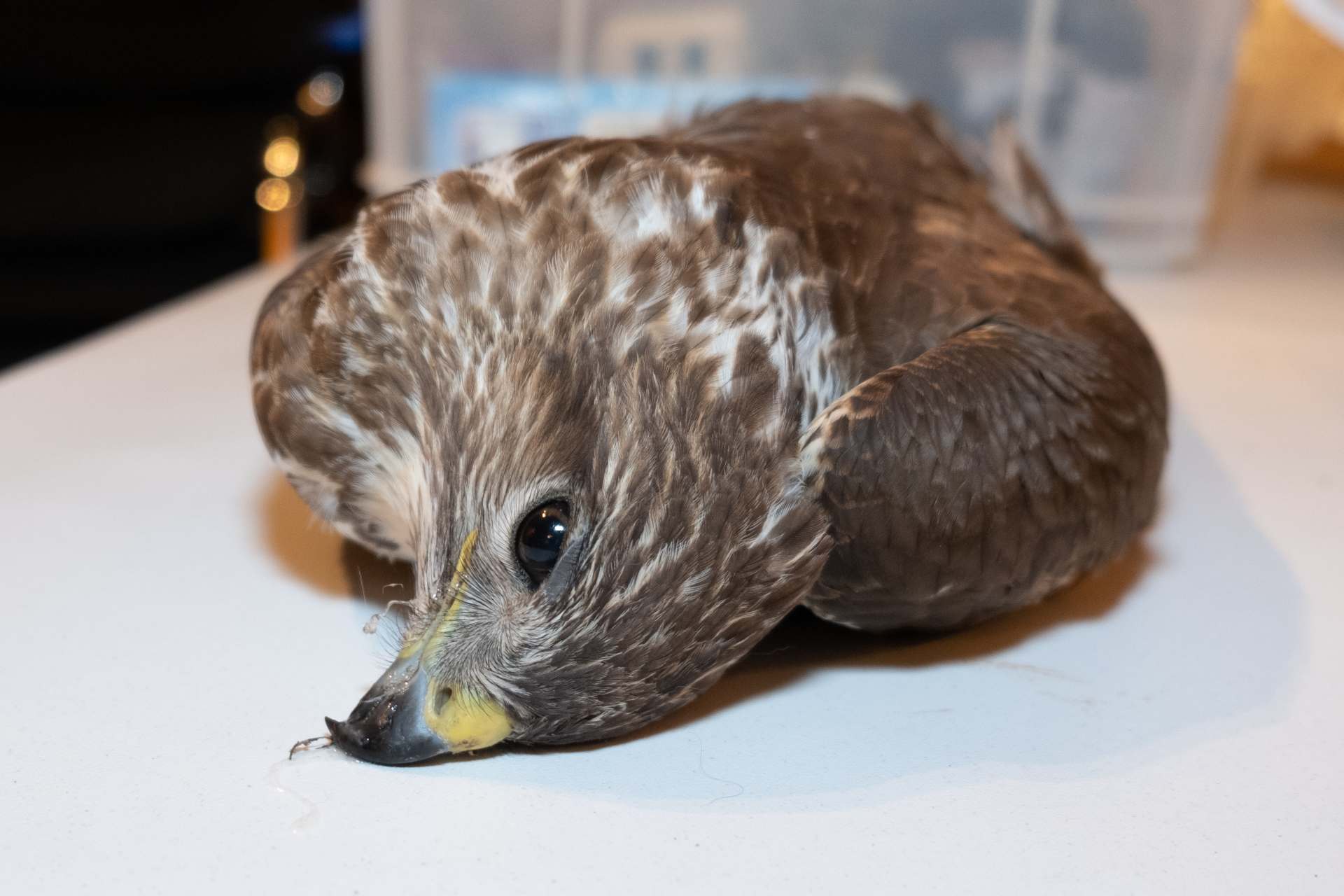 RSPB's 2020 Birdcrime report confirms bloodiest year on record - BirdGuides