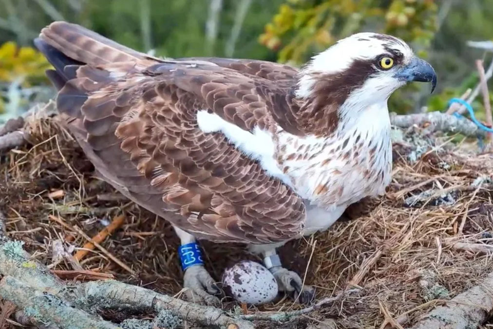 Poole Harbour Osprey lays first eggs of 2025 - BirdGuides