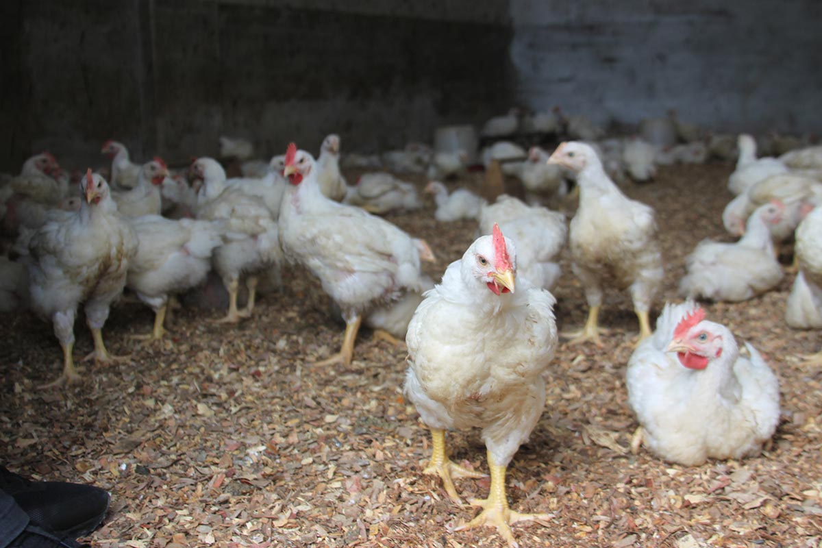 Massive impacts of UK pig and poultry farming revealed for first time ...