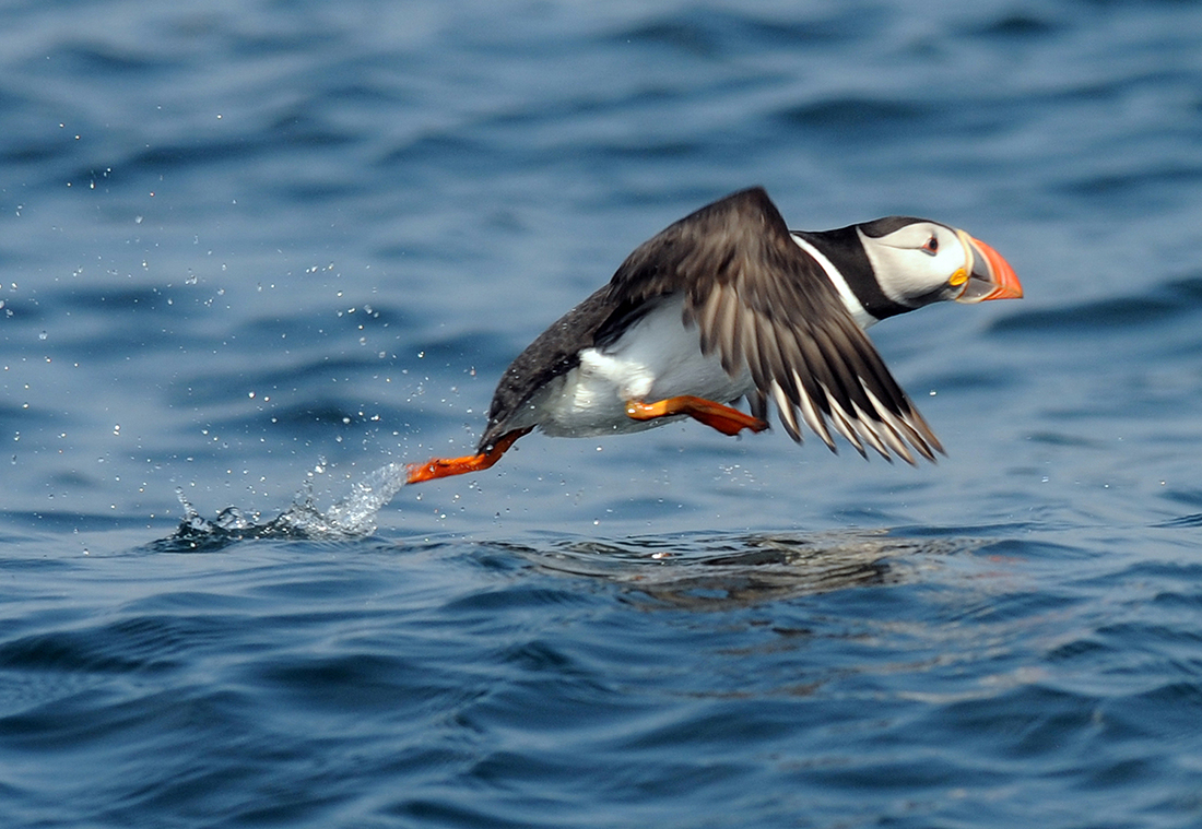Puffins back at North Berwick stronghold - BirdGuides